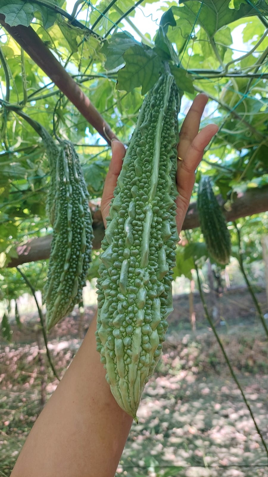 A Bitter Gourd Journey in Bangladesh - East-West Seed Knowledge Transfer