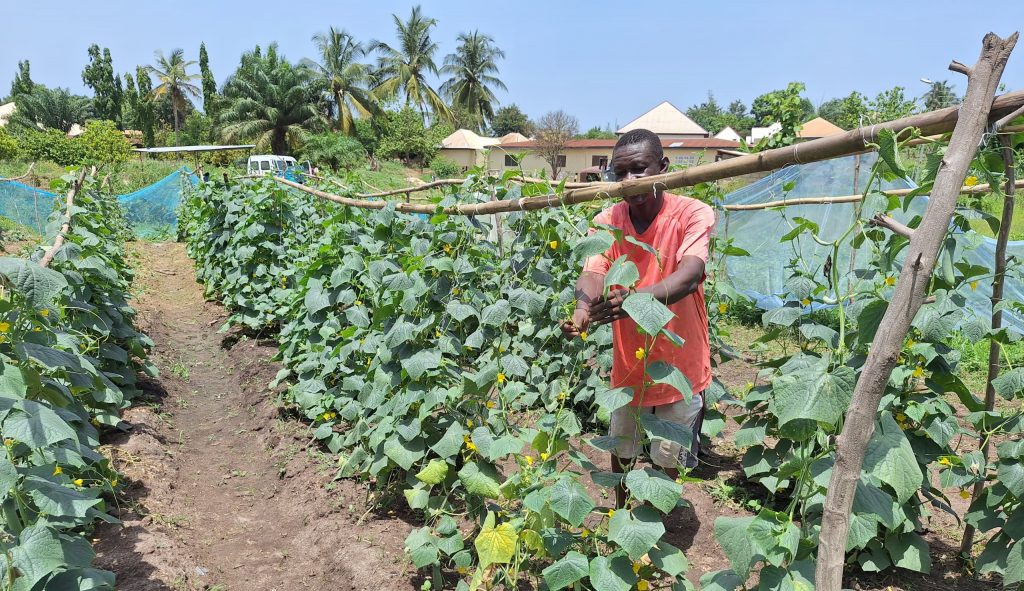 Simple Innovations for Successful Vegetable Production in Ghana - East ...