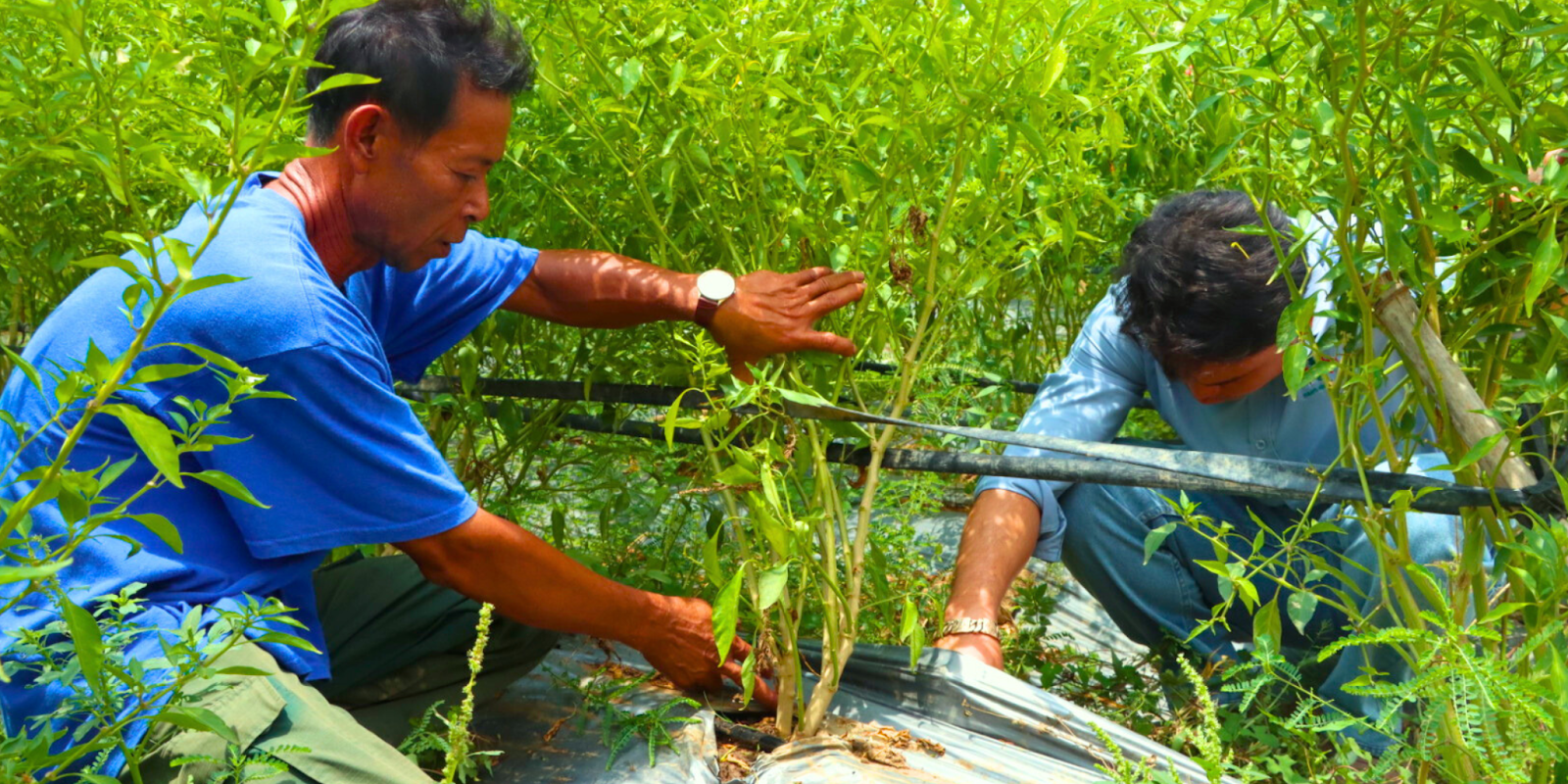 San Da's Journey to Improved Vegetable Farming - East-West Seed ...