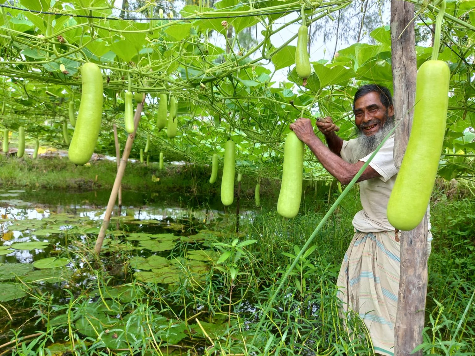 Sorjan Farming: A Climate-Smart Approach in Coastal Bangladesh - East ...