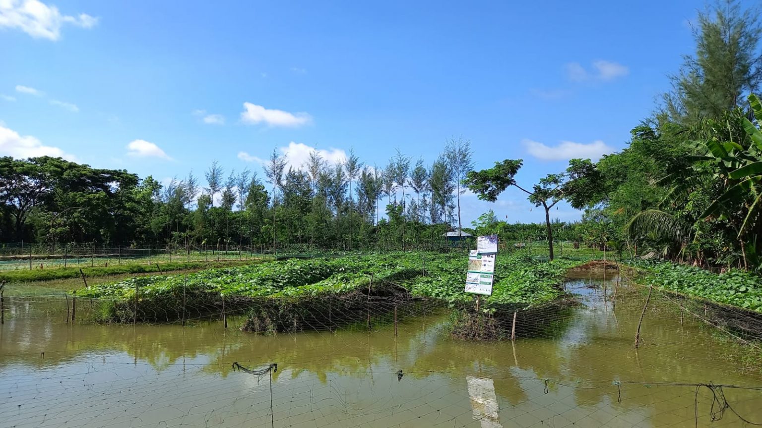Sorjan Farming: A Climate-Smart Approach in Coastal Bangladesh - East ...