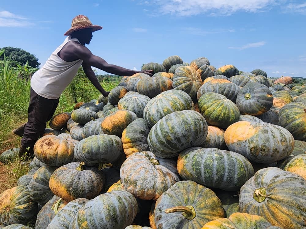 The Rise of Uganda's Pumpkin Production Sector - East-West Seed ...